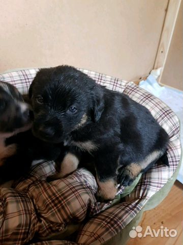Щенки мальчики 1,5мес метисы в дар