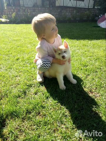 Щенки хаски 2 мес питомник