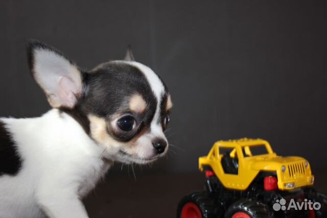 Щеночки лапочки