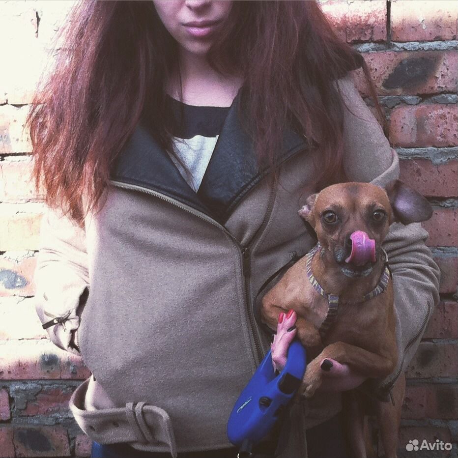 Ищем девочку для той-терьера