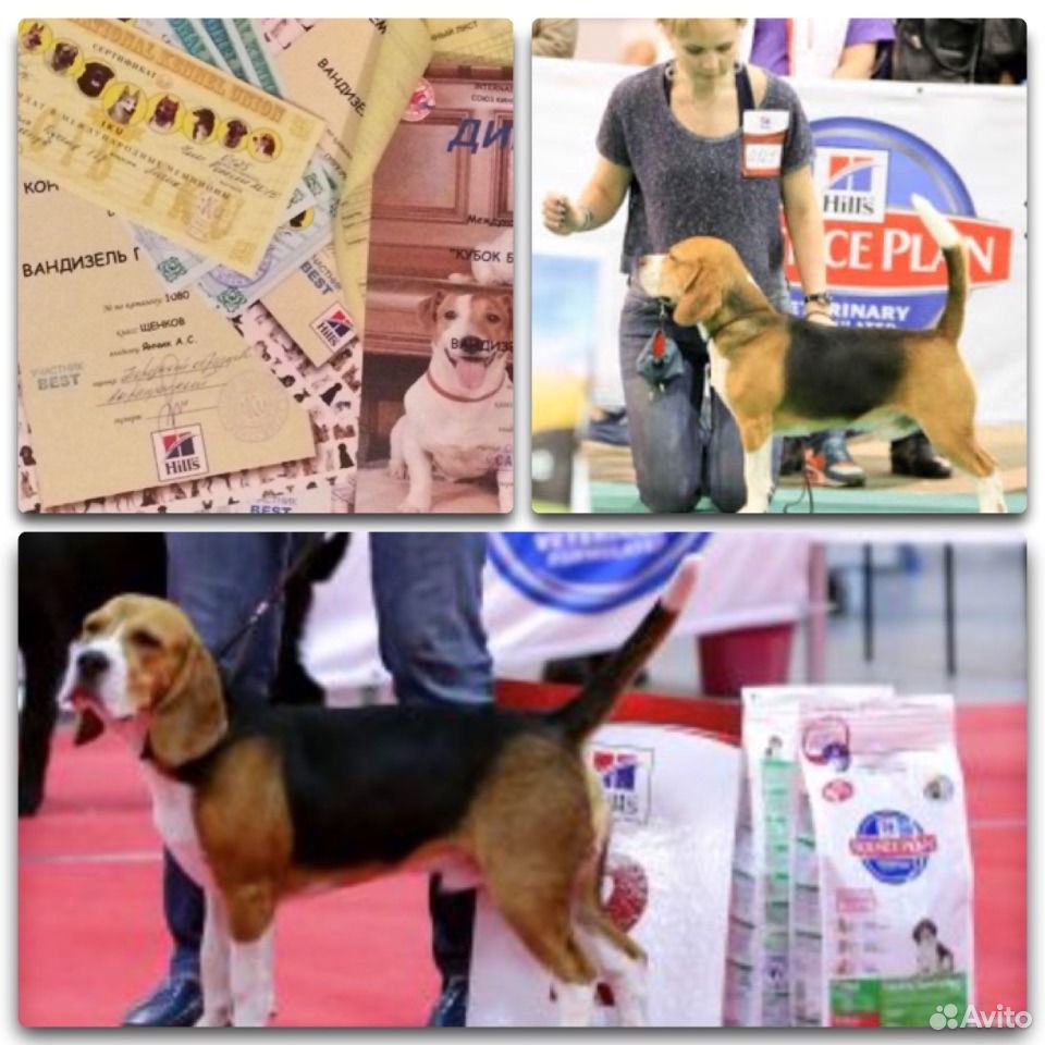 Кобель вязка