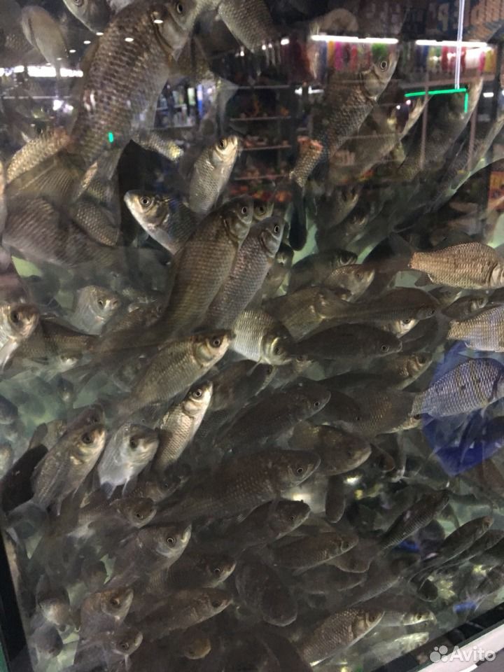 Карась серебряный и золотой. Отборный Малёк