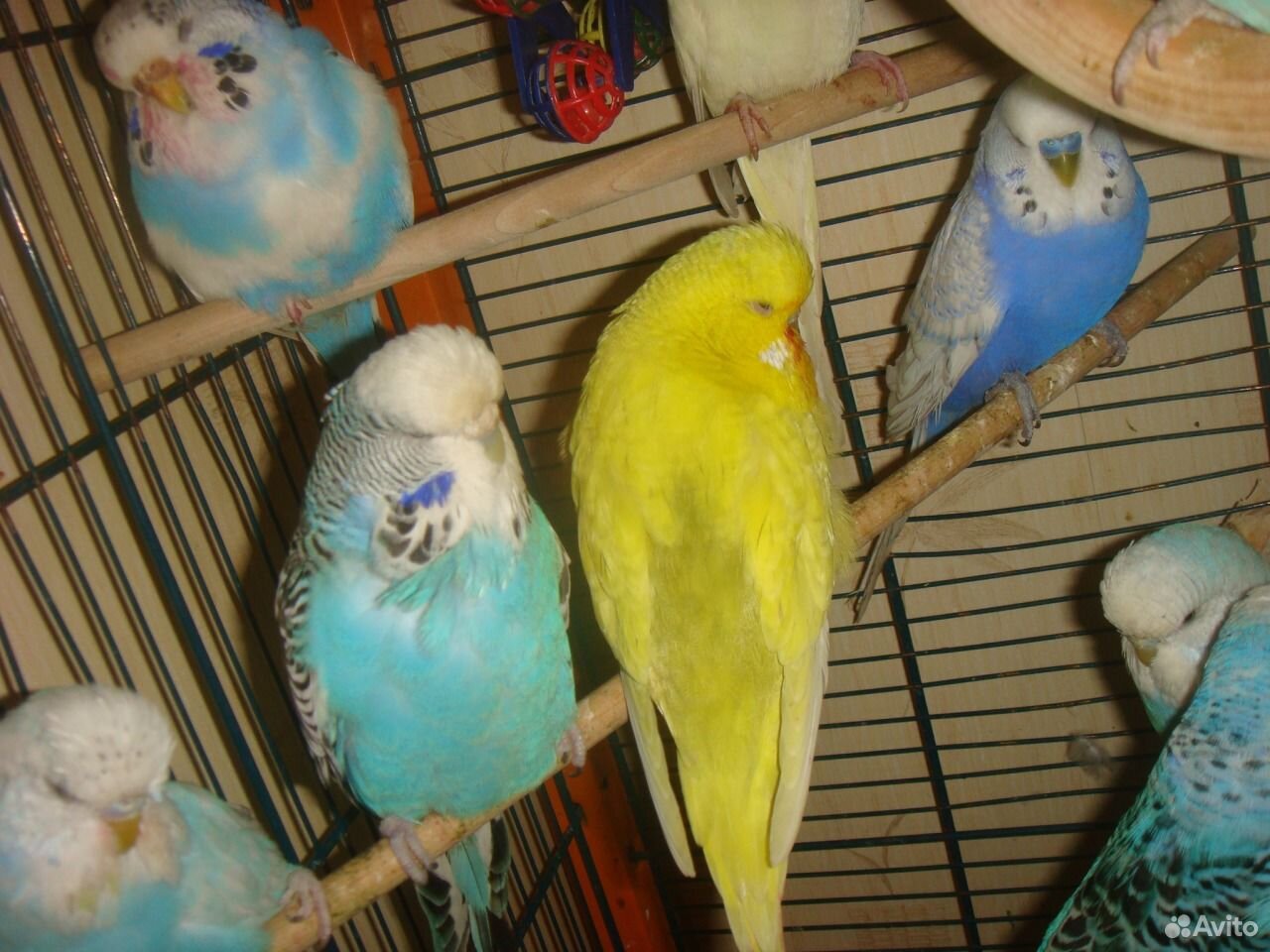 Выставочные волнистые попугаи Чехи