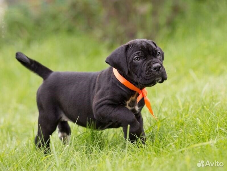 Кане Корсо девочка чисто чёрного окраса