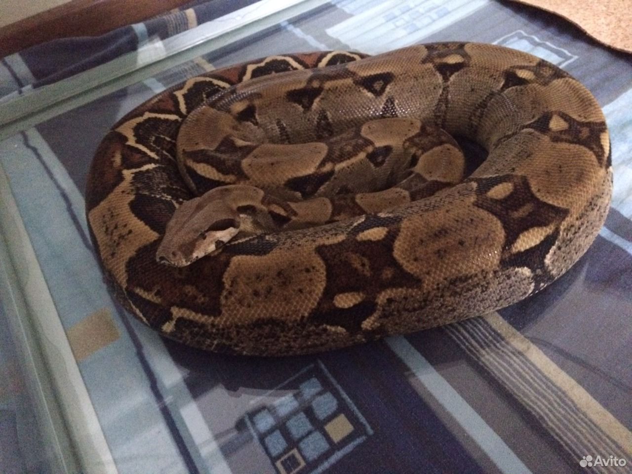 Удав императорский