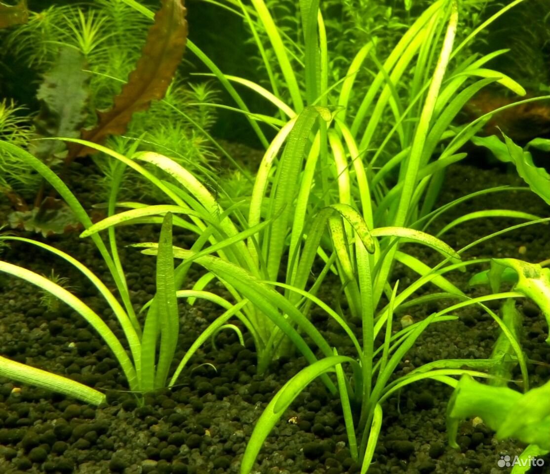 Неприхотливая аквариумная травка - набор