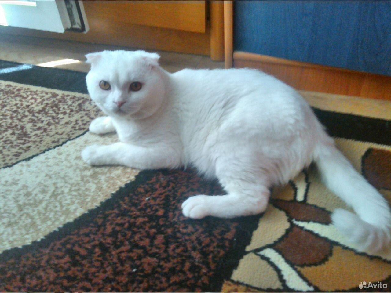 Кот ждет в гости невесту