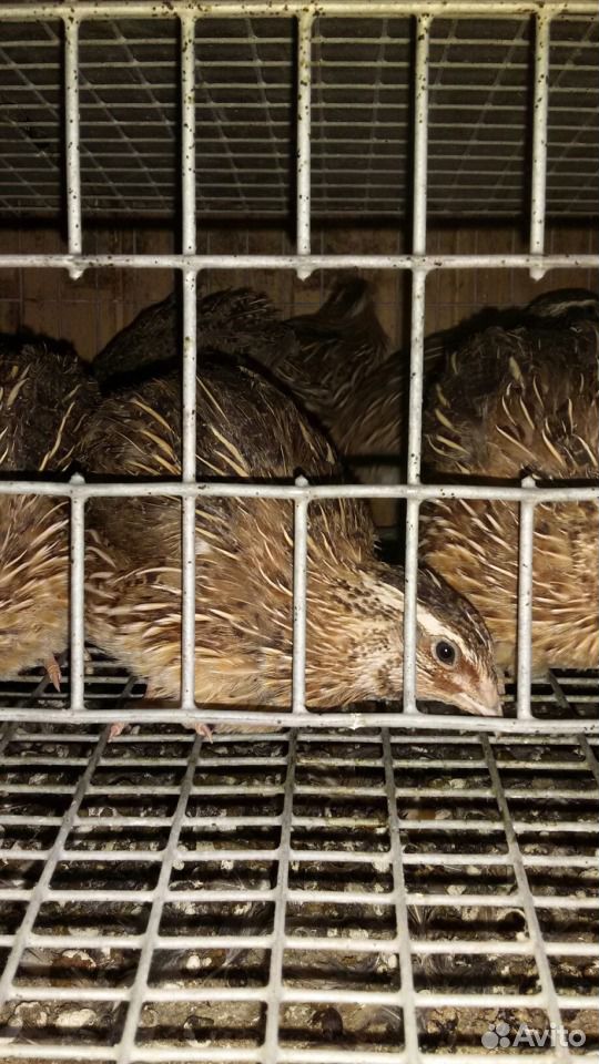 Перепела фараон