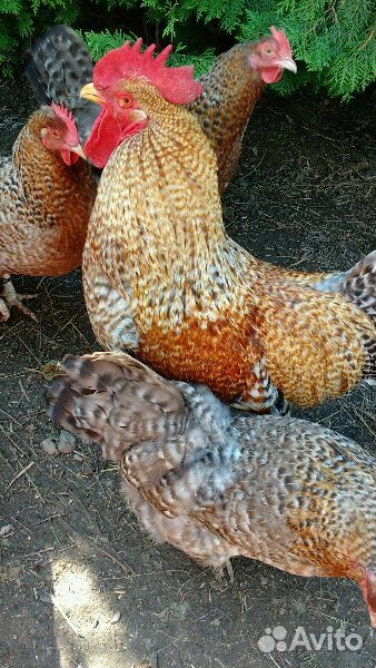 Белефельдер, Джерсийский гигант