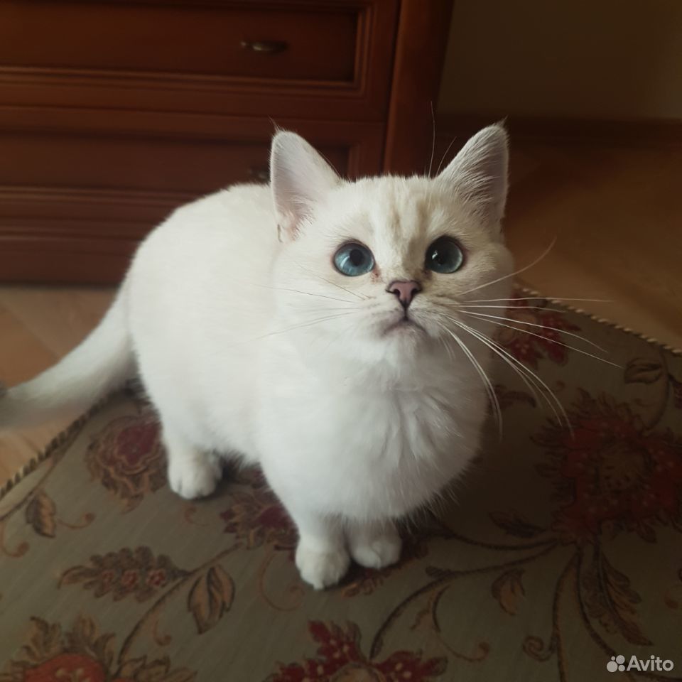 Британская белая шиншилла ns 1133