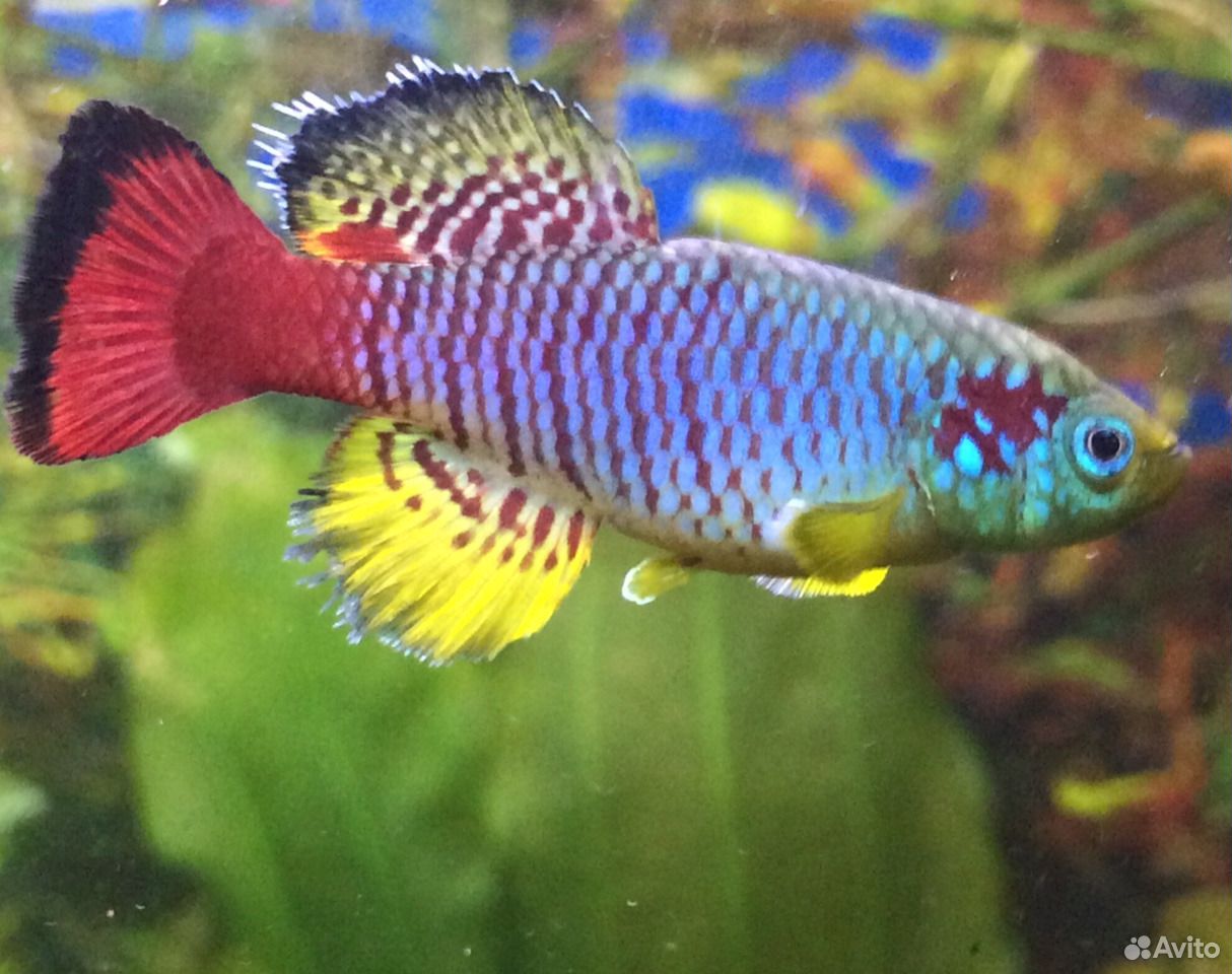 Нотобранхиусы (икра) и(молодежь)