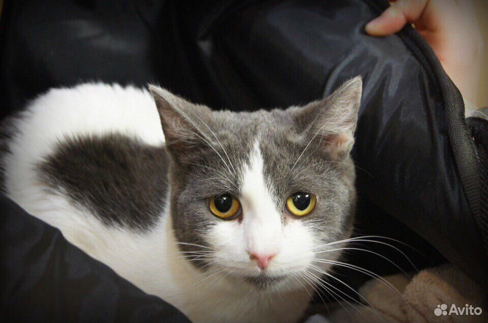 Кот ищет дом. Брюс