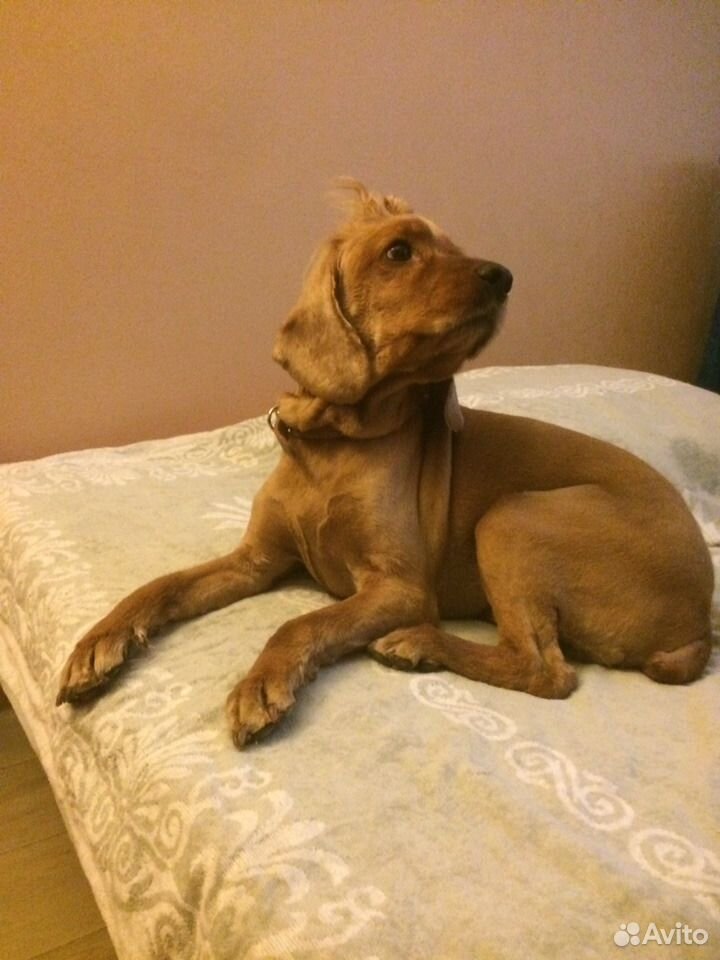 Английский спаниель. Вязка