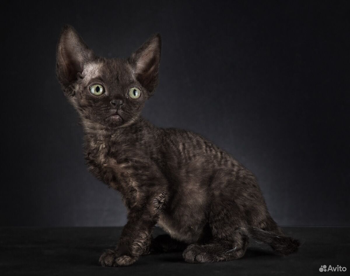 Малыши черныши