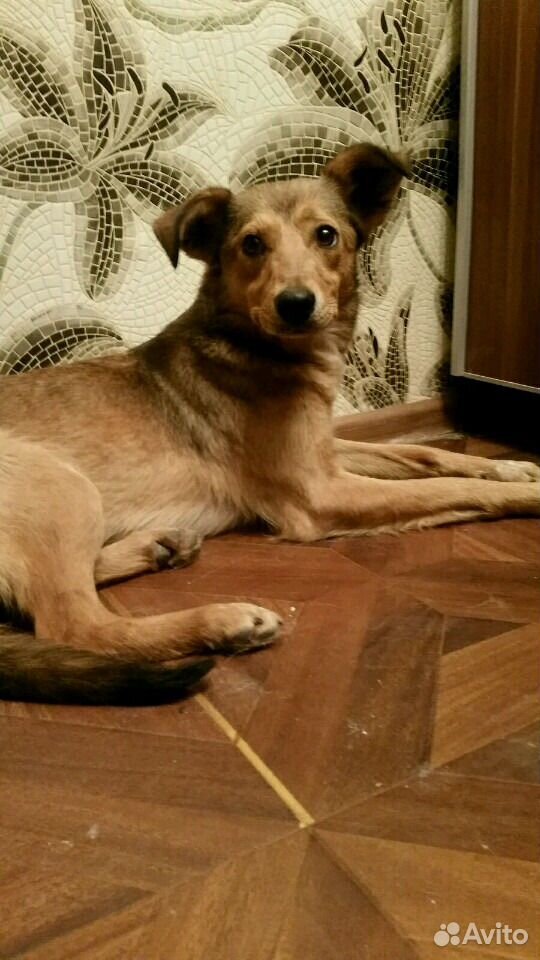 Маленькая собачка Лисичка 8 мес