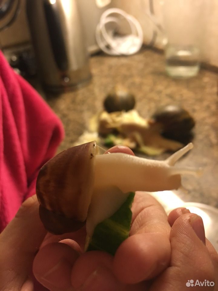 Улитка архахатина паулаэрти альбино боди