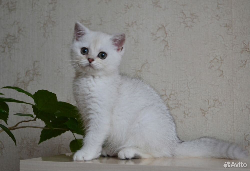 Британские котята - снежные барсики
