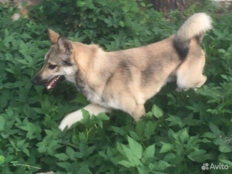 Веселый песик Волчок ищет дом