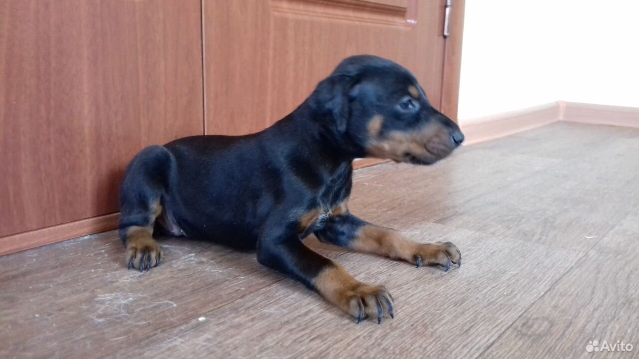 Щеночки добермана