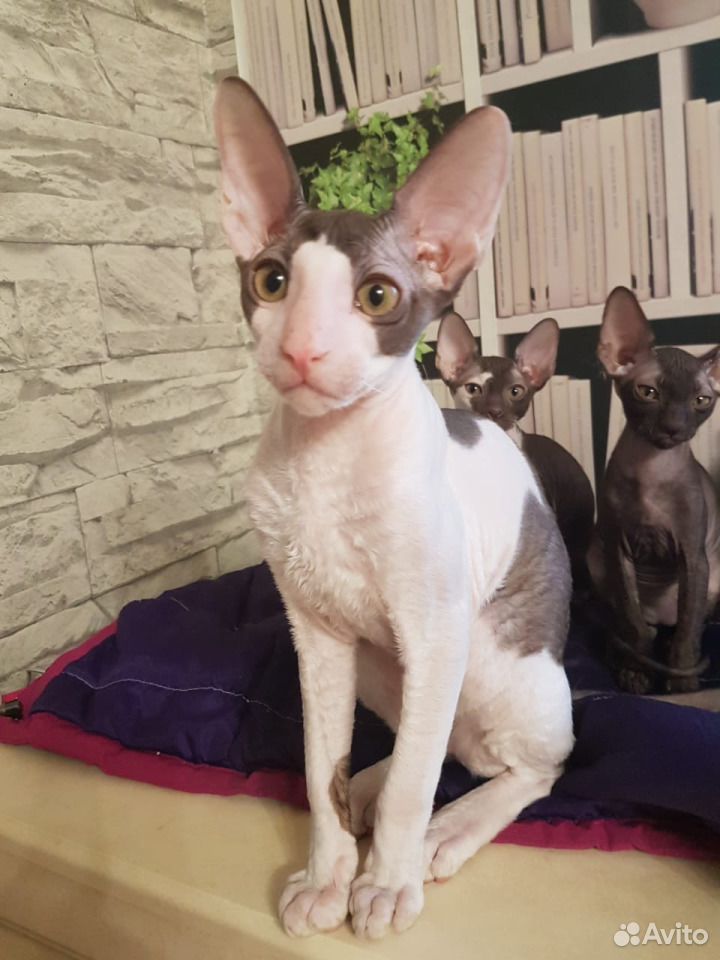 Шикарный котенок Корниш-рекс
