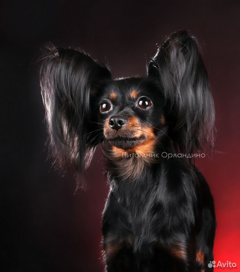 Миниатюрная чёрно-подпалая девочка