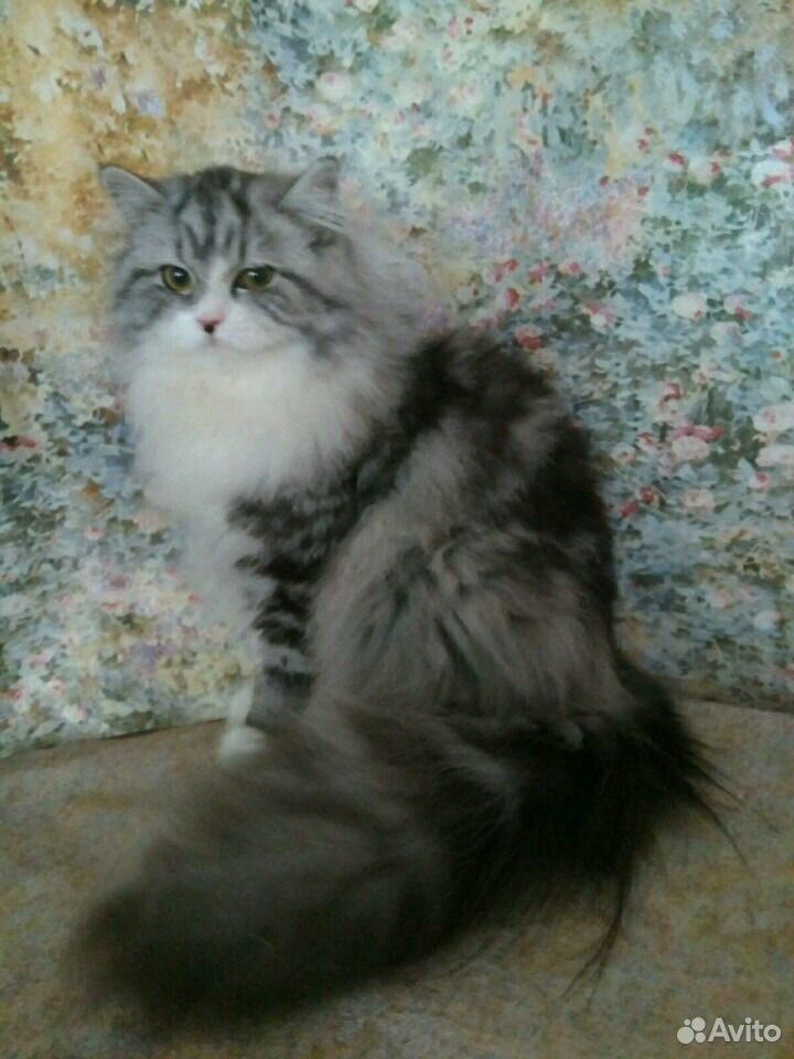 Роскошная шотландская кошечка