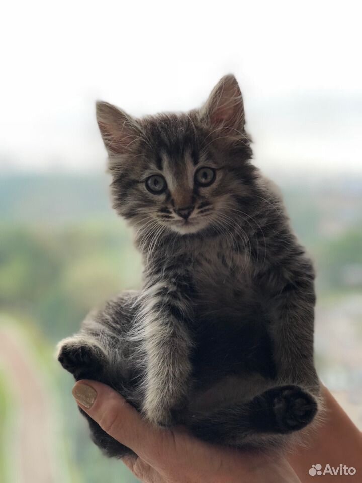 Котенок Сержик