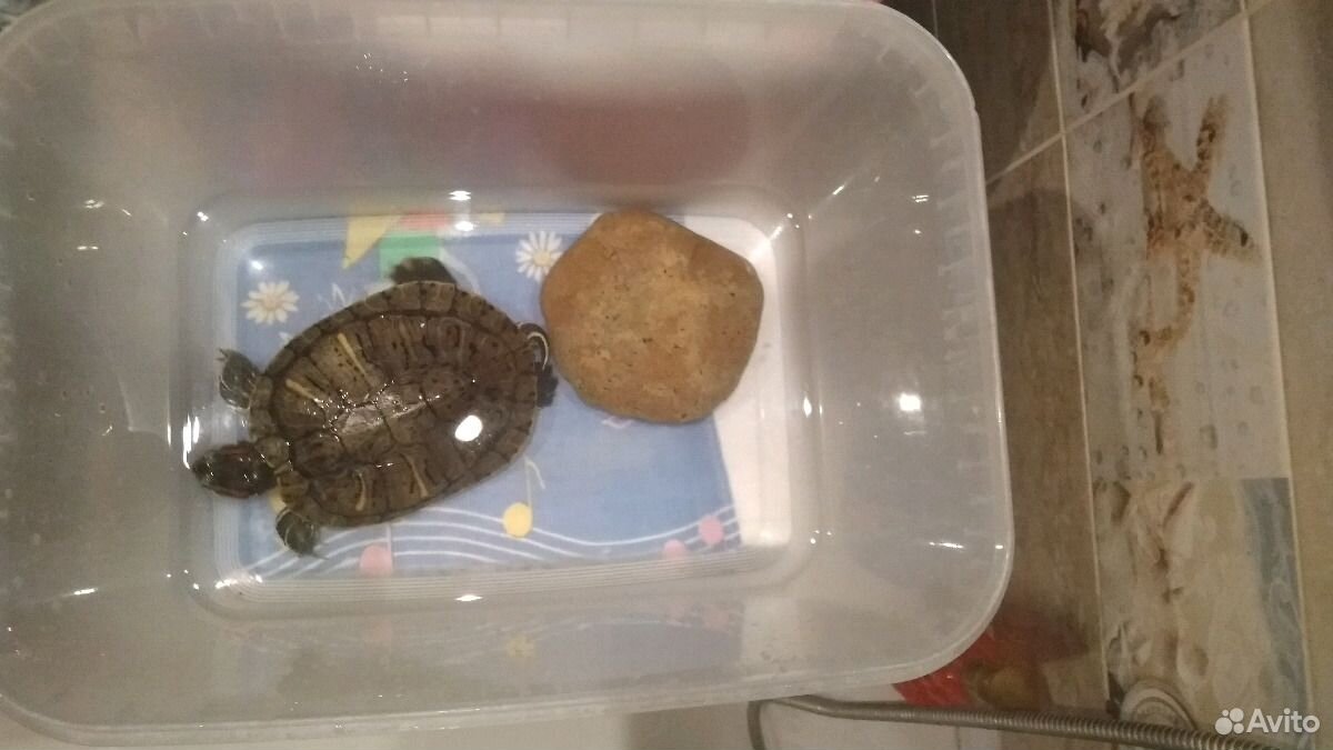 Отдам в хорошие руки морскую красноухую черепаху