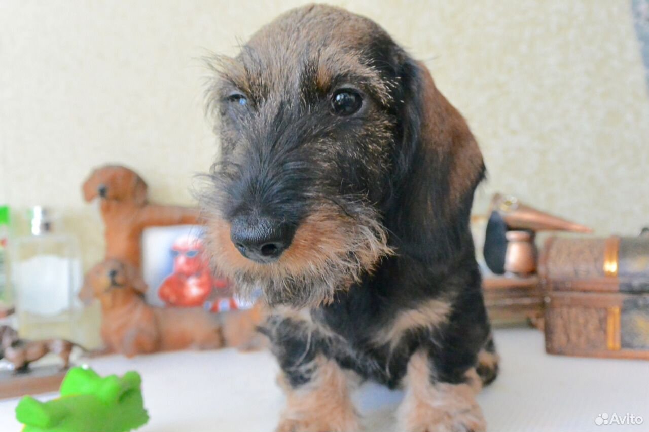 Щенок такса миниатюрная жесткошерстная