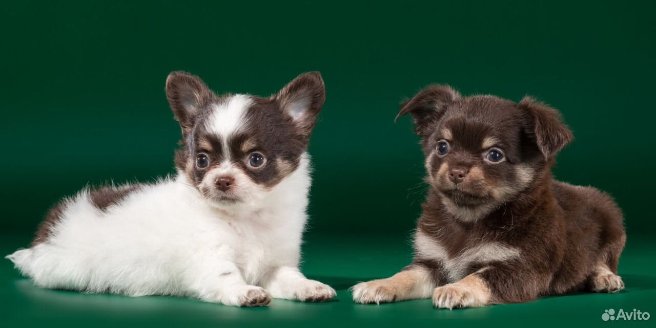 Чишки братишки в продаже
