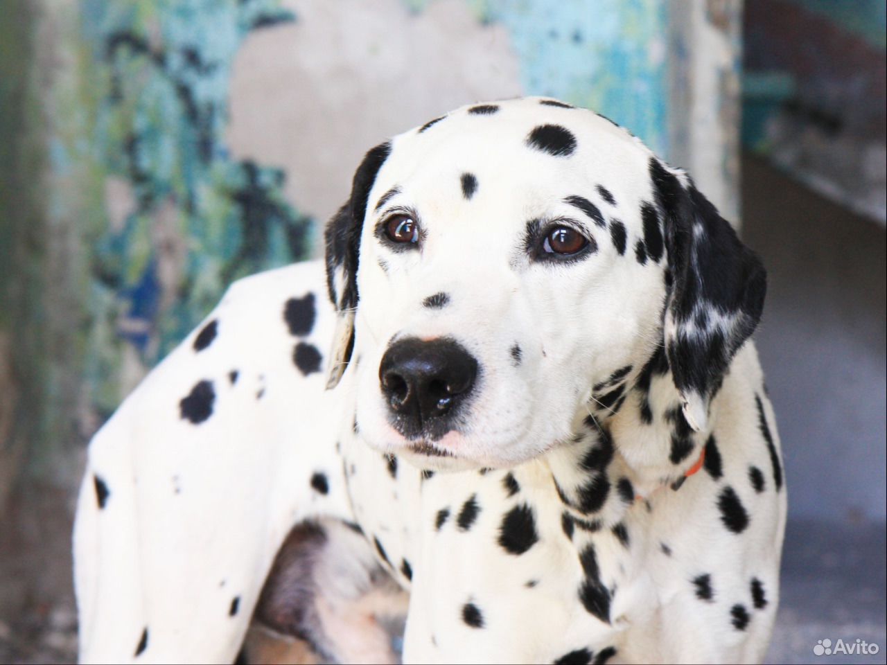 В добрые руки Буч, 8 лет