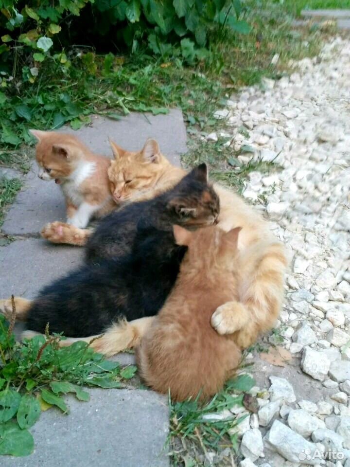 Котята