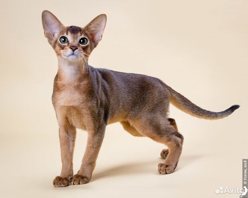 Великолепный абиссинец Маэстро ждет именно Вас