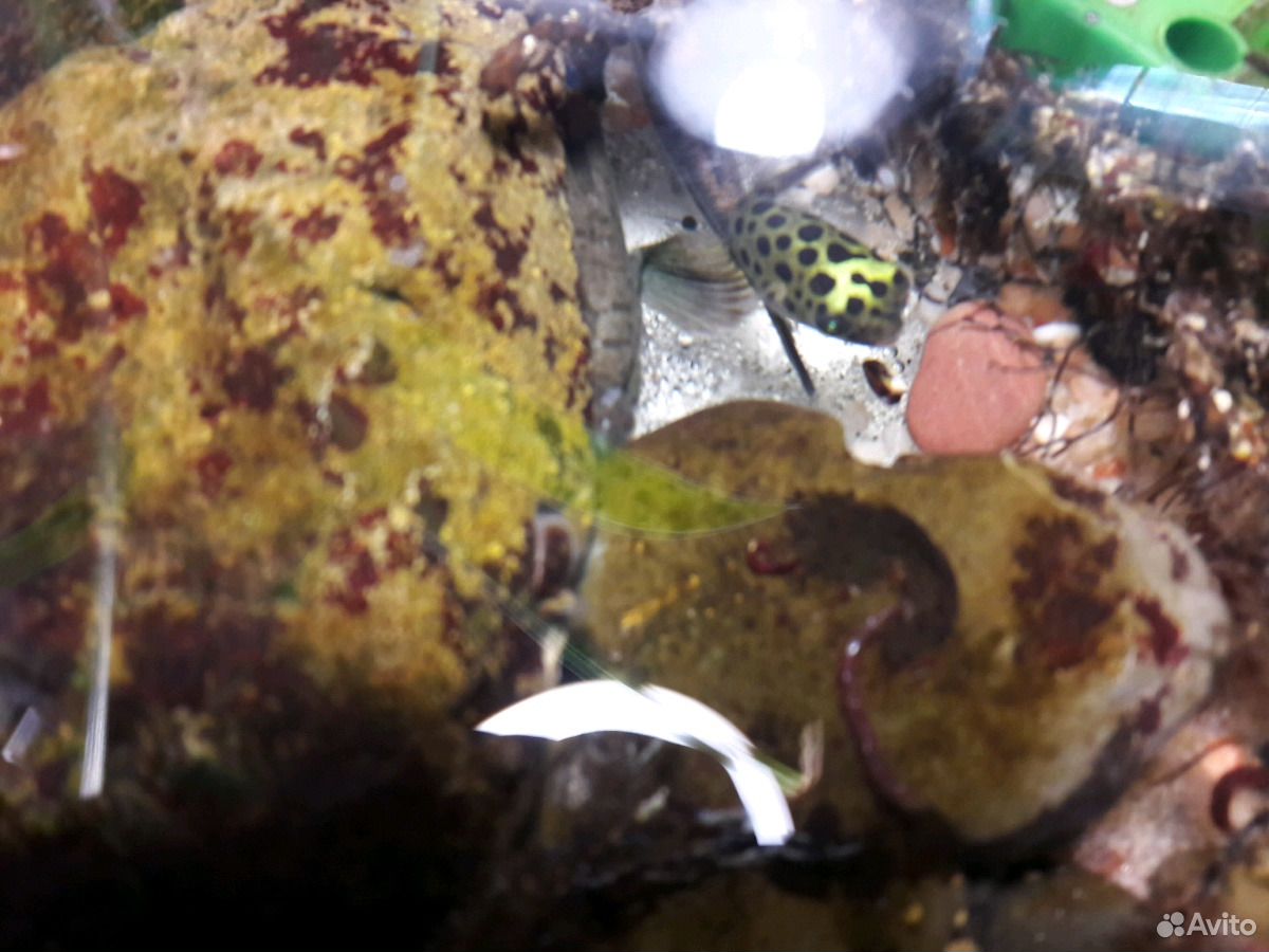 Зеленые тетрадоны