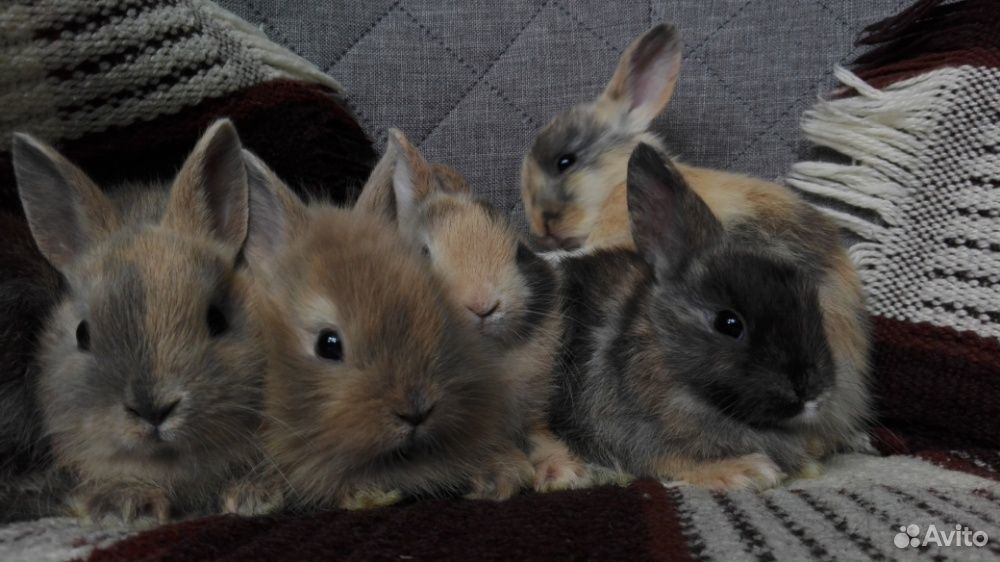 Очаровательнейшие пушистики в новый дом