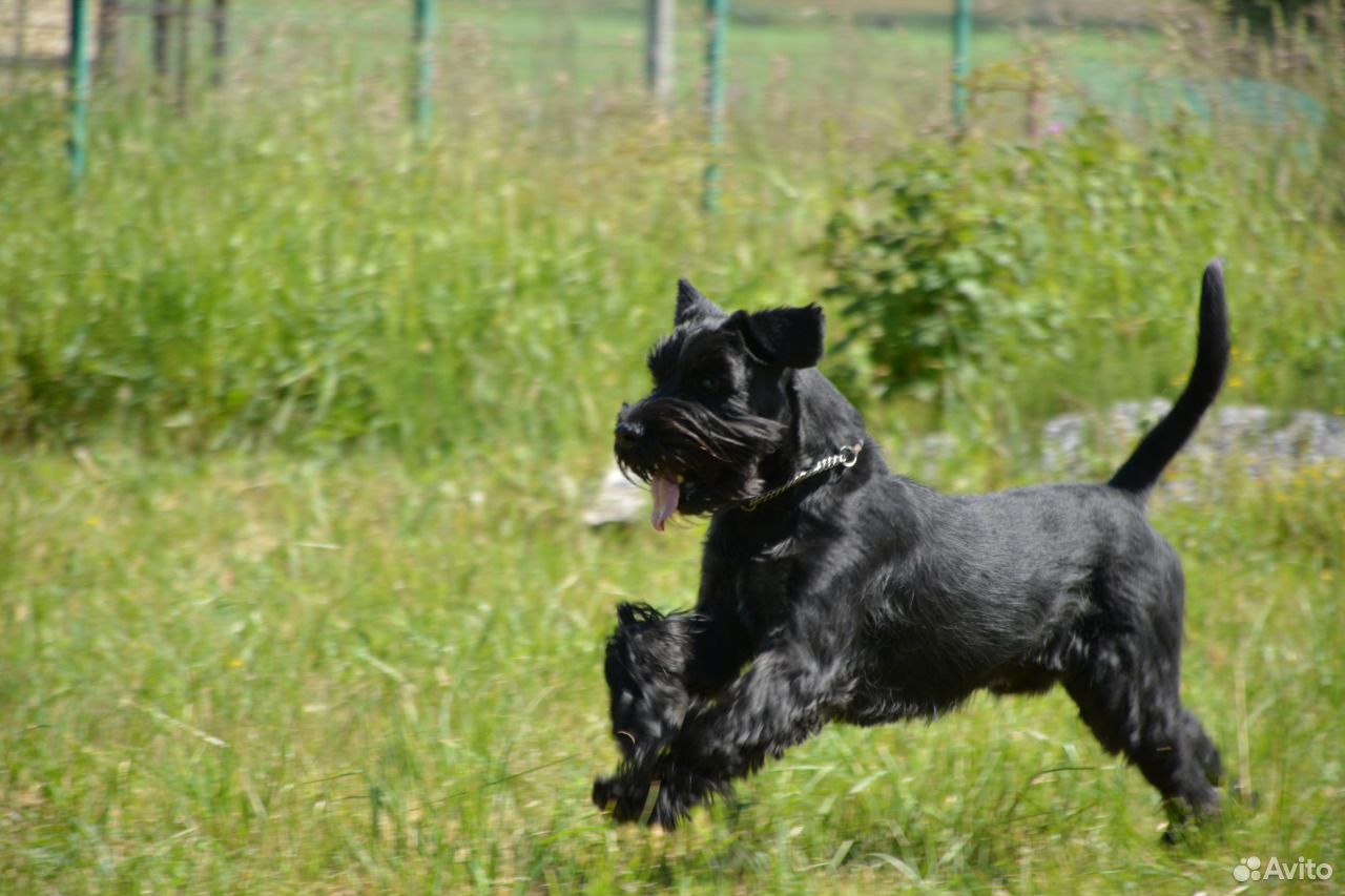 Кобель черного миттеля поучаствует в вязке