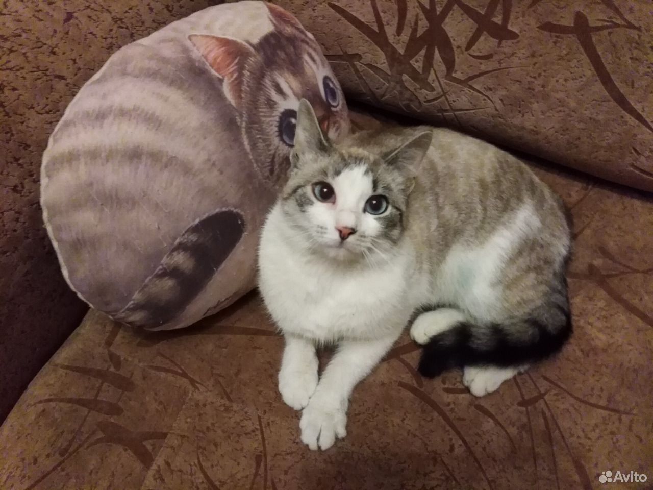 Метиска тайской кошечки в добрые руки