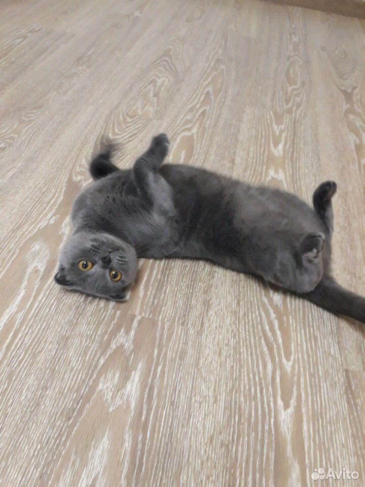 Животные