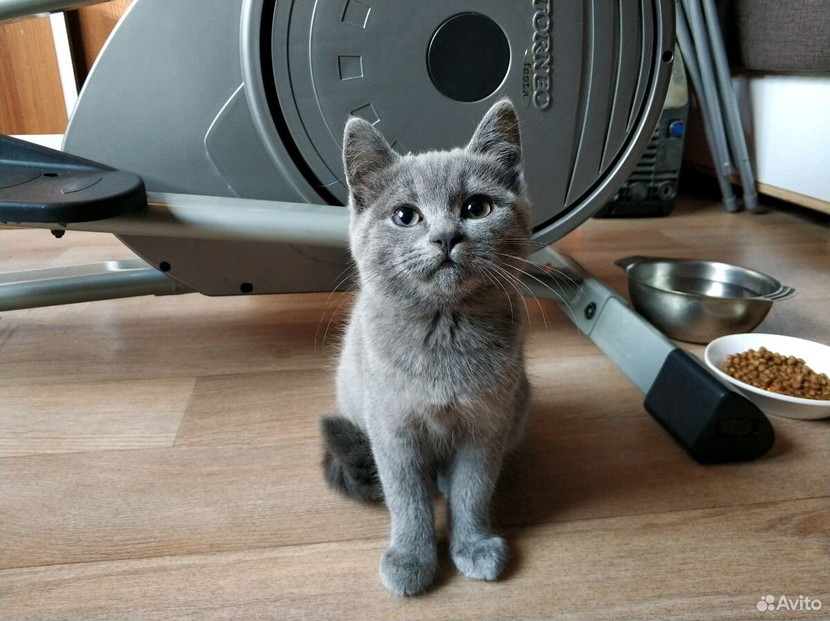 Котёнок девочка Британка