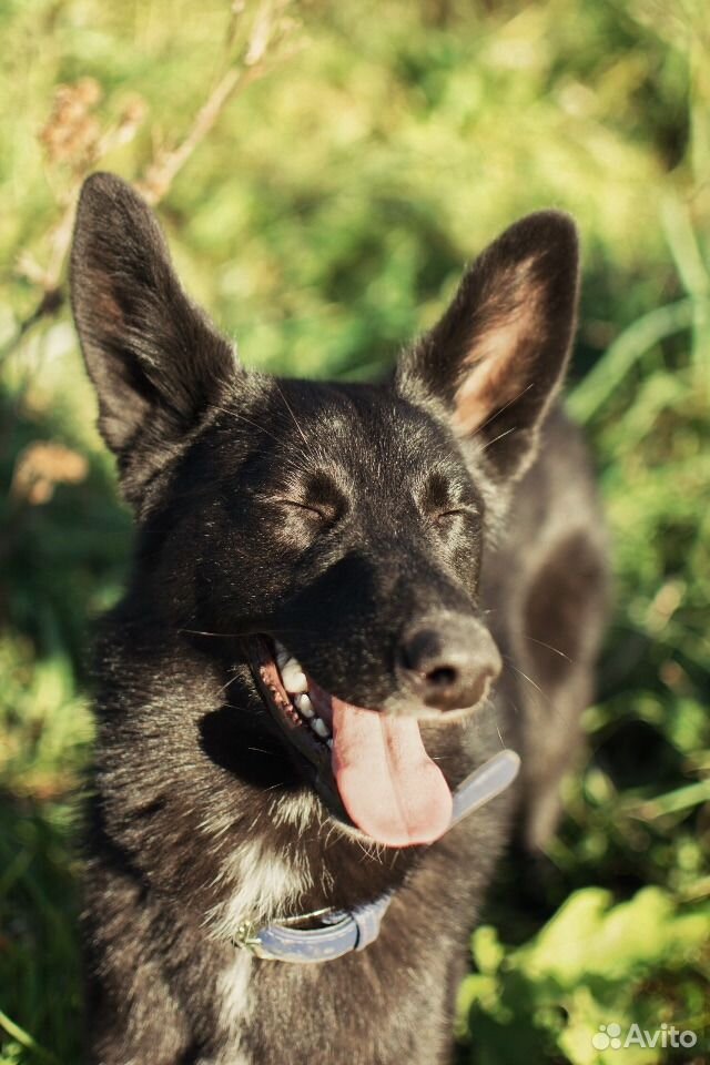 Метис чёрной овчарки в добрые руки