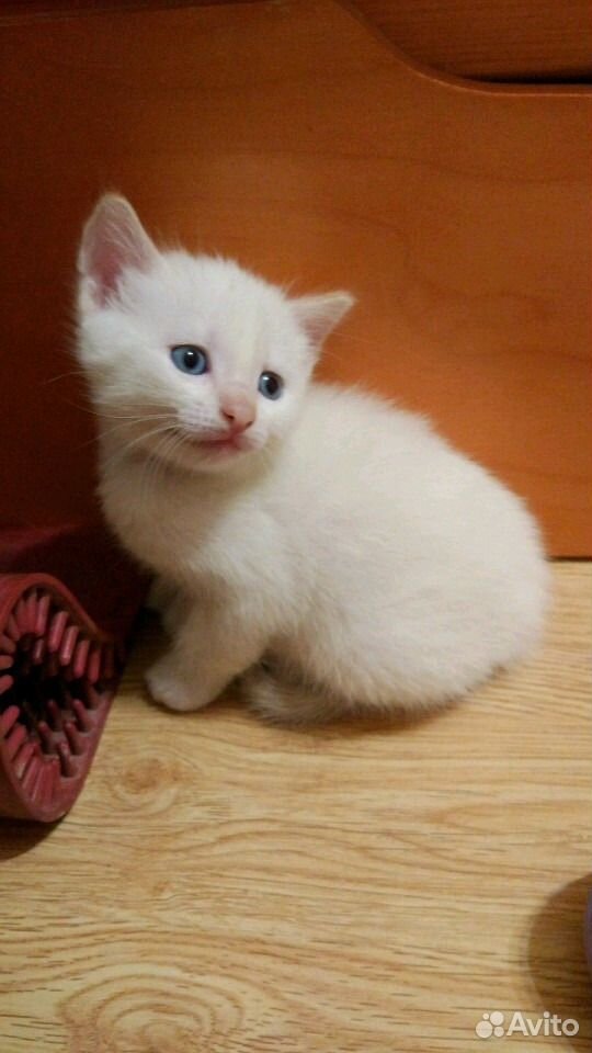 Котята