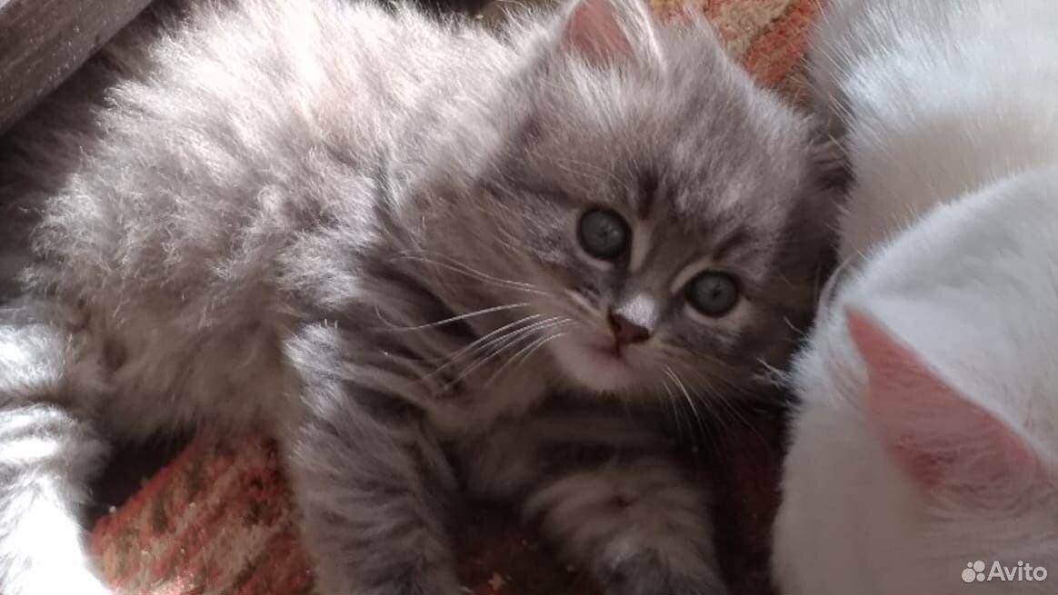 Котята от ангорки. Отец-персиковый экзот