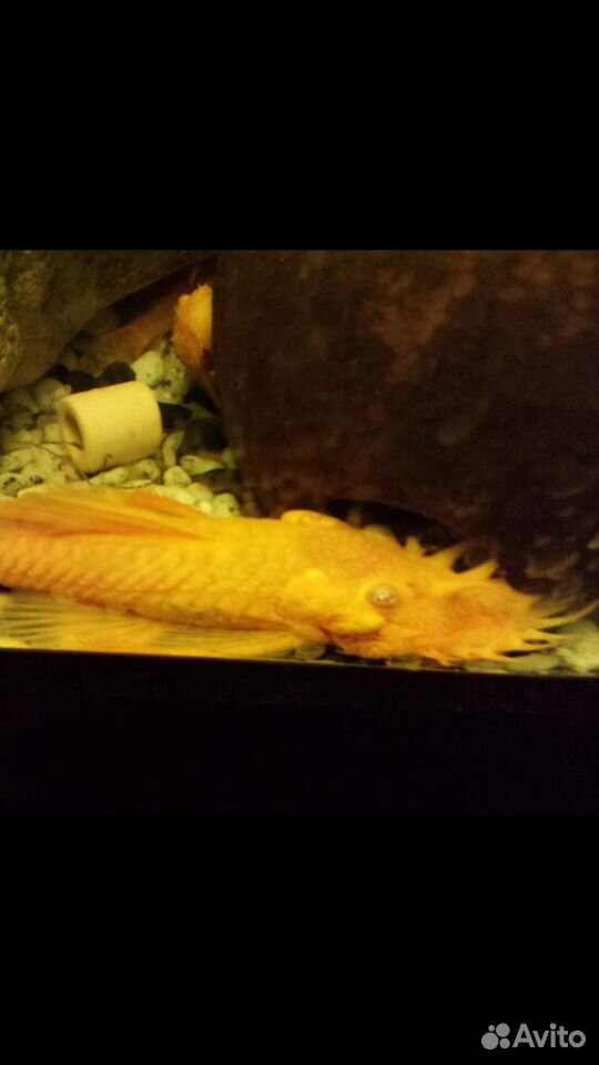 Сомики мальки анциструса альбиносы