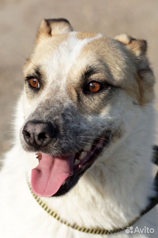 Красавица Келли в добрые руки