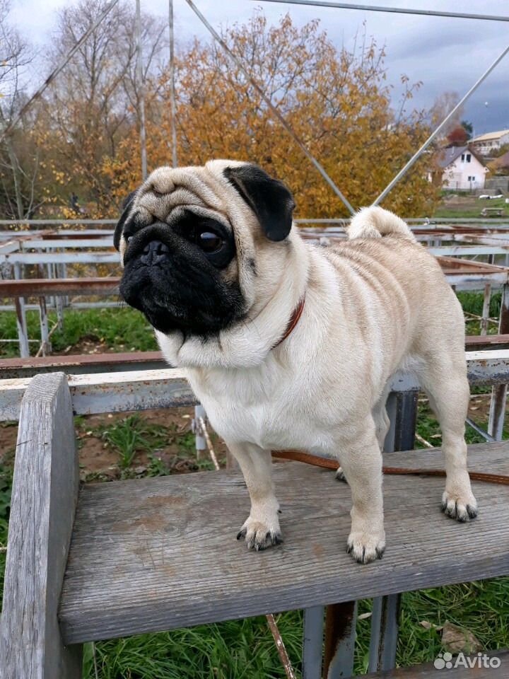 Вязка мопса