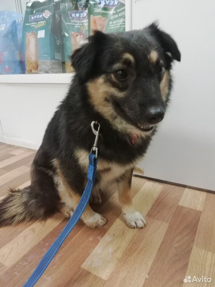 В самые добрые руки Кнопку