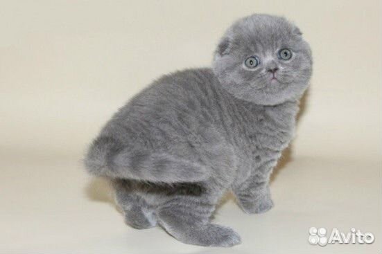 Вислоухие котята