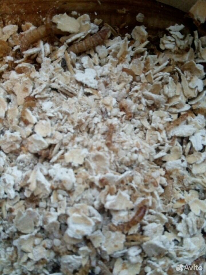 Личинки жуки знахарь