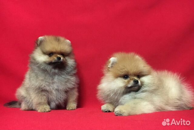 Шпицы Рыжики большой выбор