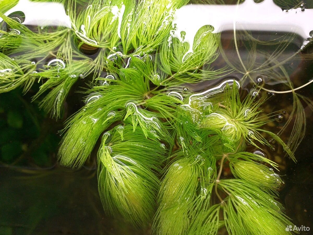 Водоросли-роголистник